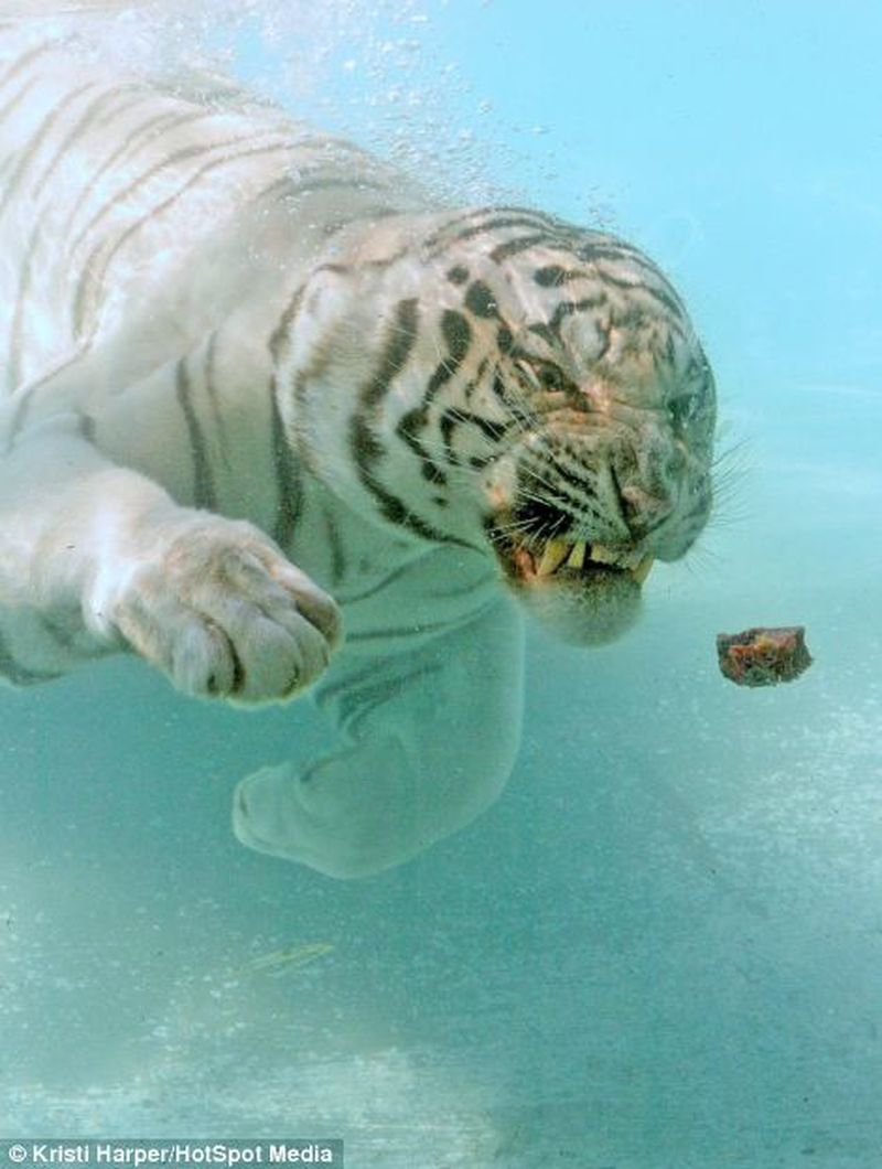 Imagini uluitoare! Uite cum un tigru alb plonjeaza in apa dupa o halca ...