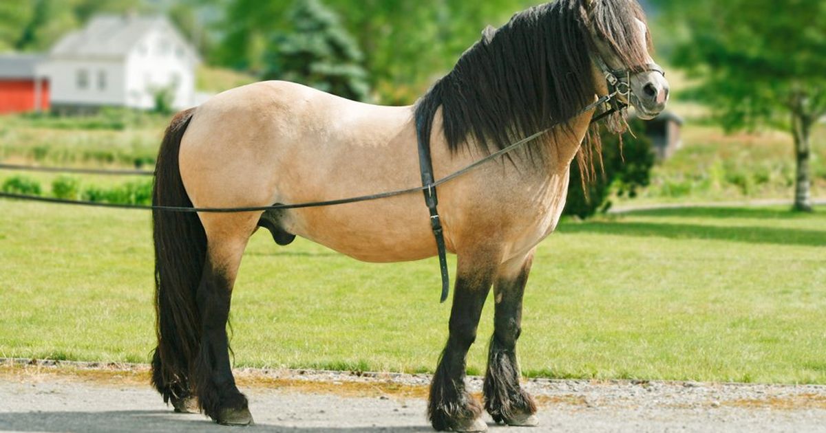 Fa cunostinta cu "Hutulii", cei mai vechi cai din Romania! Materialul ...
