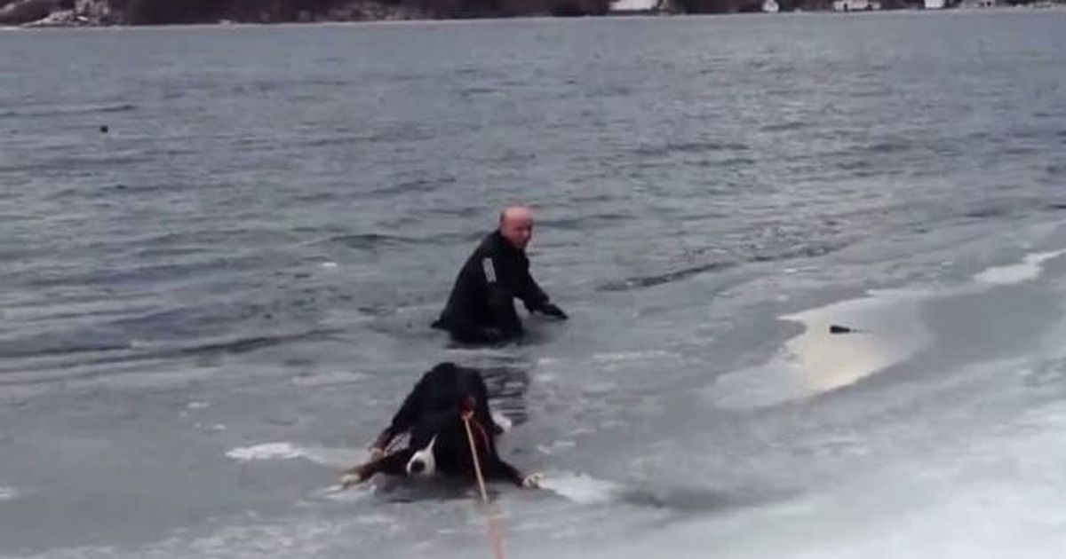 VIDEO Cat curaj! Un barbat s-a aventurat pe gheata subtire a unui lac ...