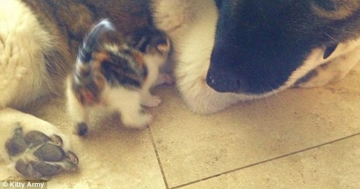 Adorabil! Ce animalut a adoptat o catelusa care nu a avut niciodata pui ...