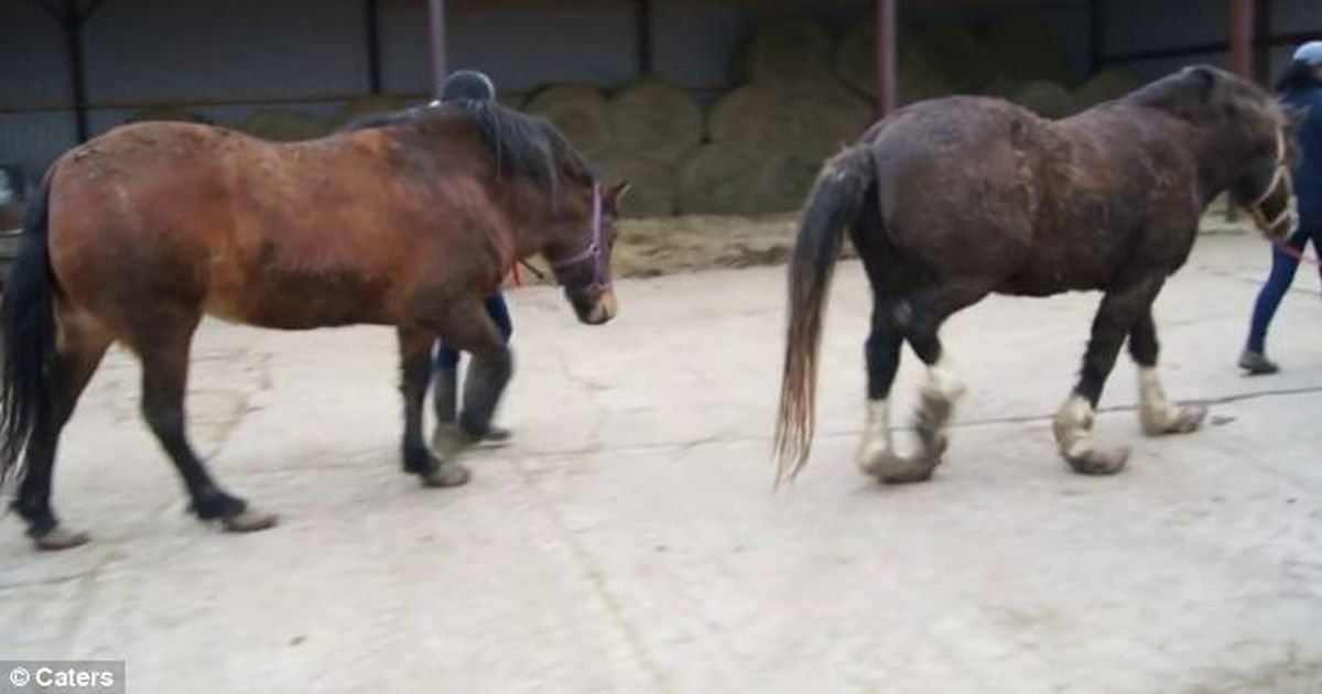 VIDEO SOCANT! Imagini cutremuratoare dintr-un adapost de animale - Le ...