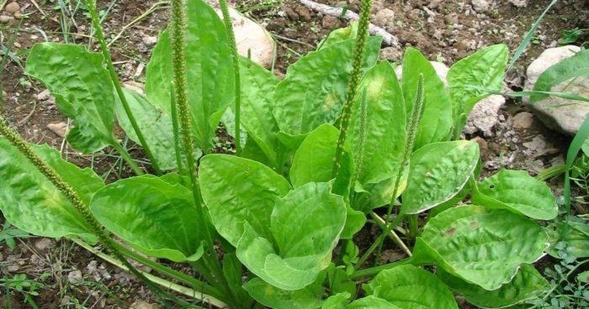 7 dintre cele mai gustoase buruieni comestibile care cresc in gradina ...