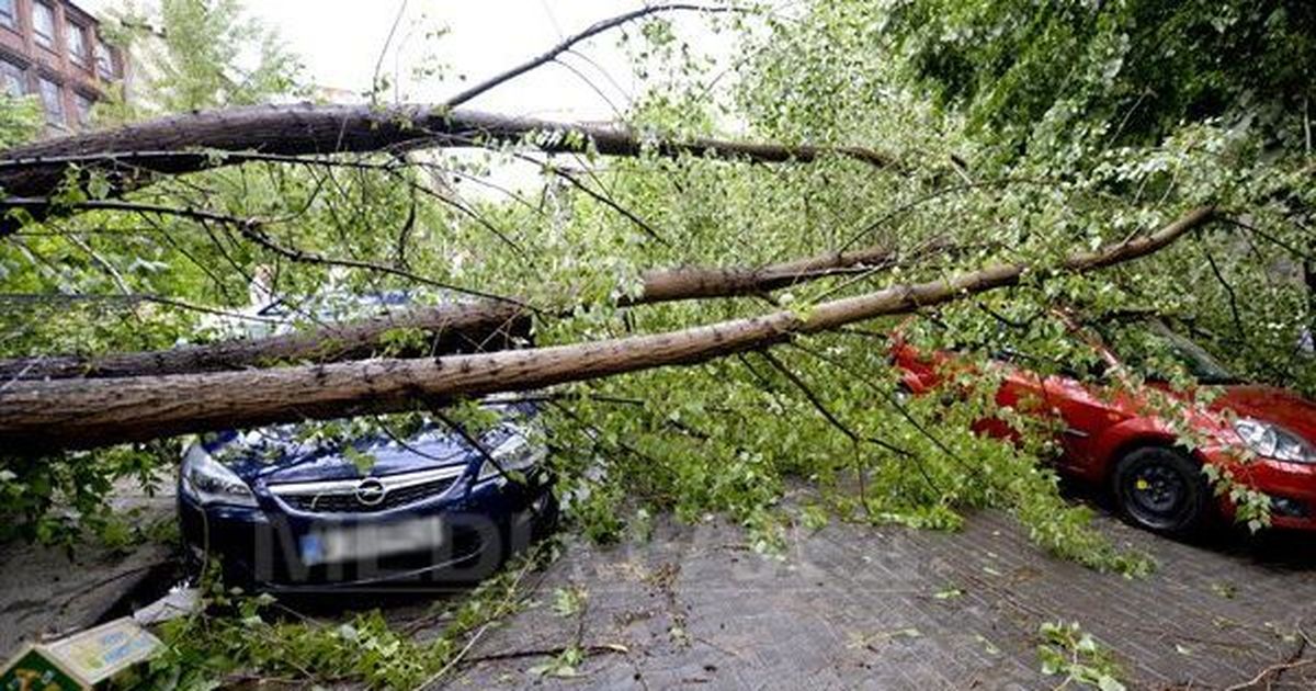 Doi copaci au avariat opt autoturisme pe Dealul Mitropoliei din ...