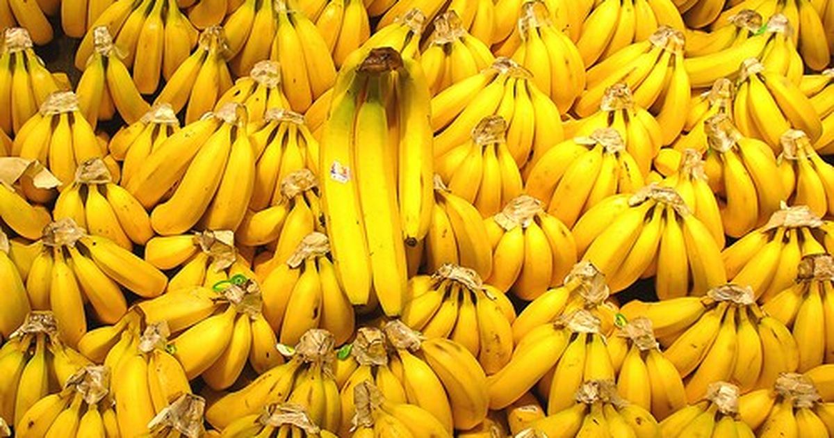 Un nou soi de banane, cu vitamina A, este testat în Statele Unite ale ...