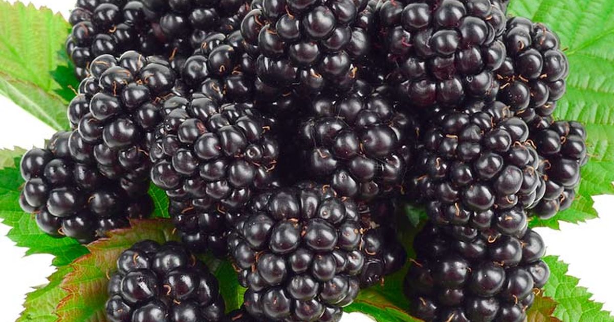 De ce MURELE sunt cele mai sanatoase fructe din lume - WOWBiz