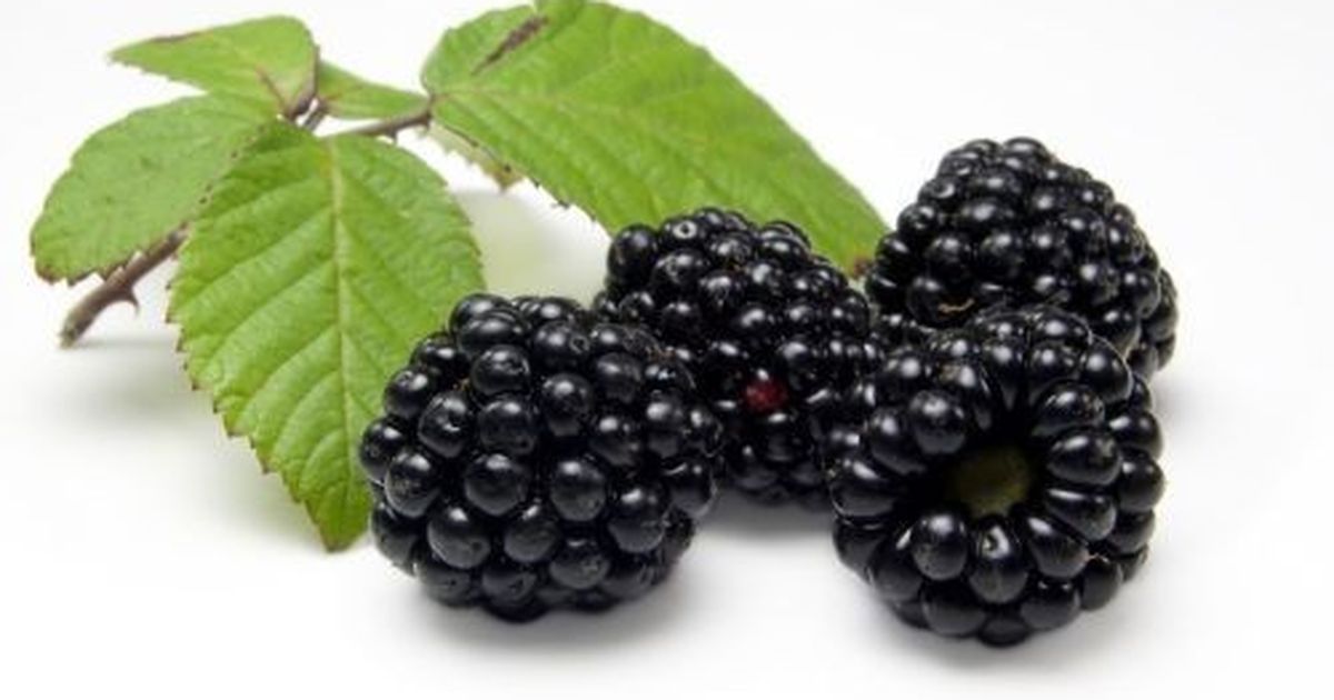 Murele, adevarat medicament. Ce proprietati au murele - WOWBiz