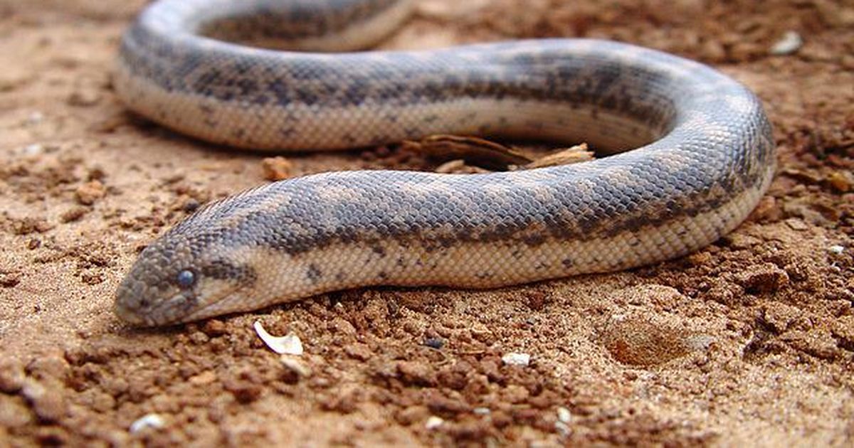 Cel mai rar sarpe din România a reaparut dupa 80 de ani - VEZI cine l-a ...