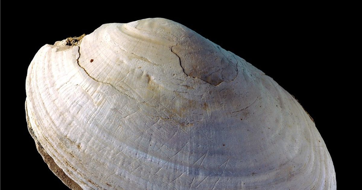 Asta este cel mai vechi desen uman! E facut pe o scoica - WOWBiz