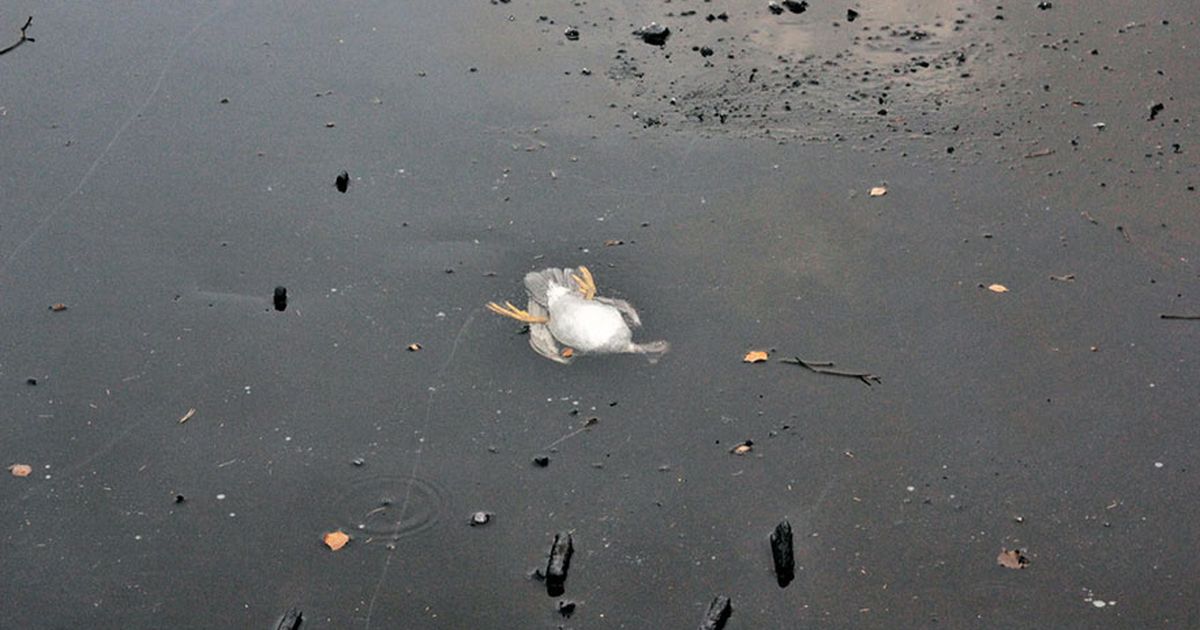 Ce gest admirabil! Un barbat din Norvegia s-a aruncat intr-un lac ...