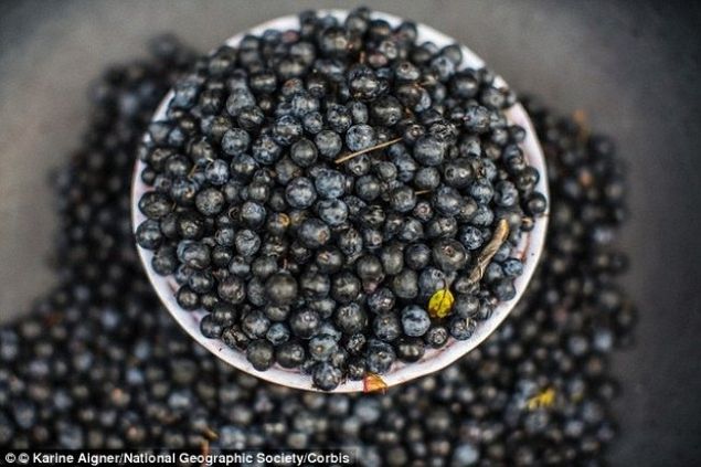 Ai exagerat cu alimentele grase? Mananca afine salbatice pentru a anula ...