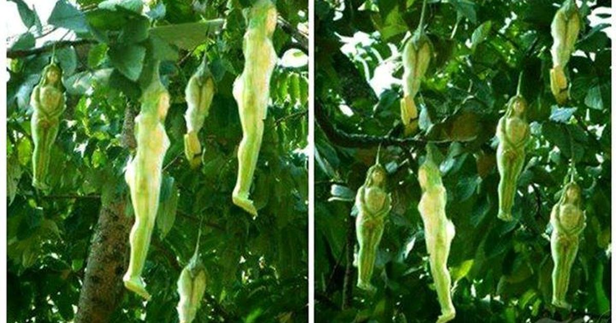 Sa fie asta cea mai ciudata planta din lume? Narilatha este planta care ...