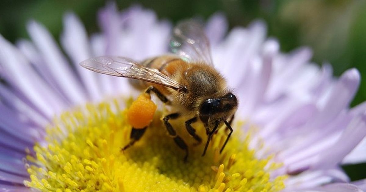 10 beneficii ale laptisorului de matca! Vezi ce super proprietati are ...