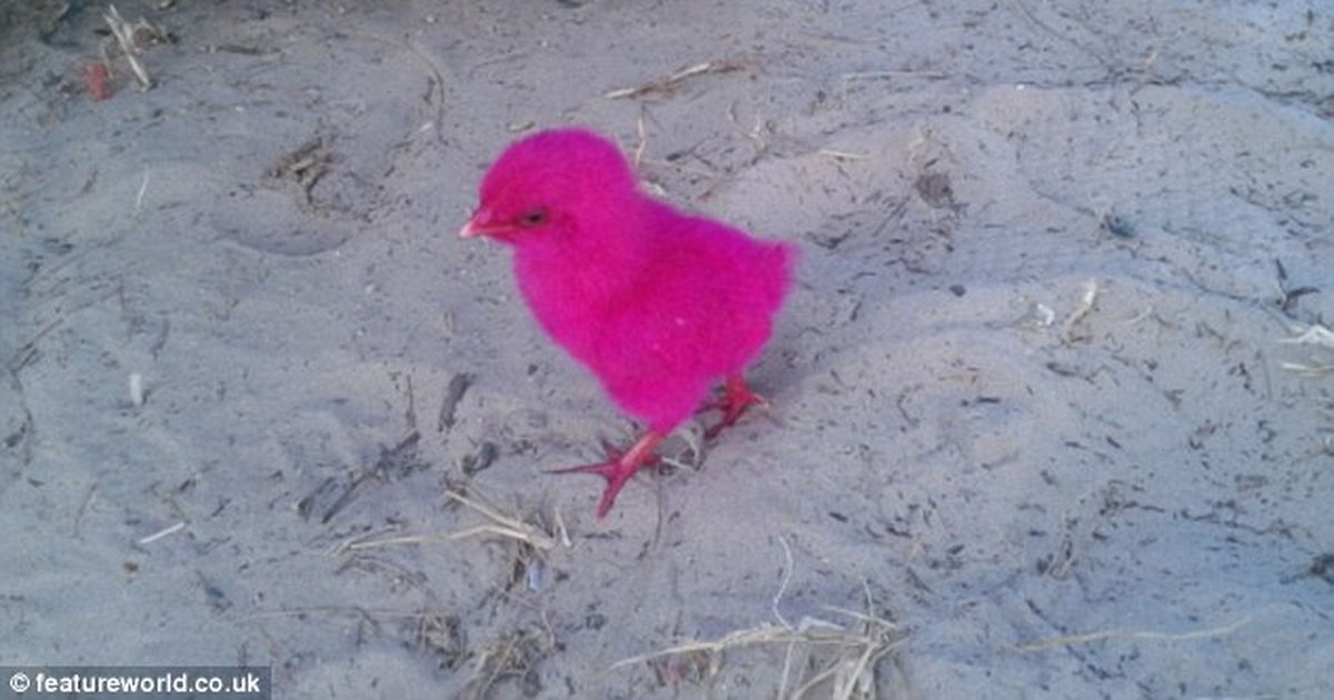 Cruzime! Pui de gaina sunt vopsiti in culori stridente si tinuti in ...