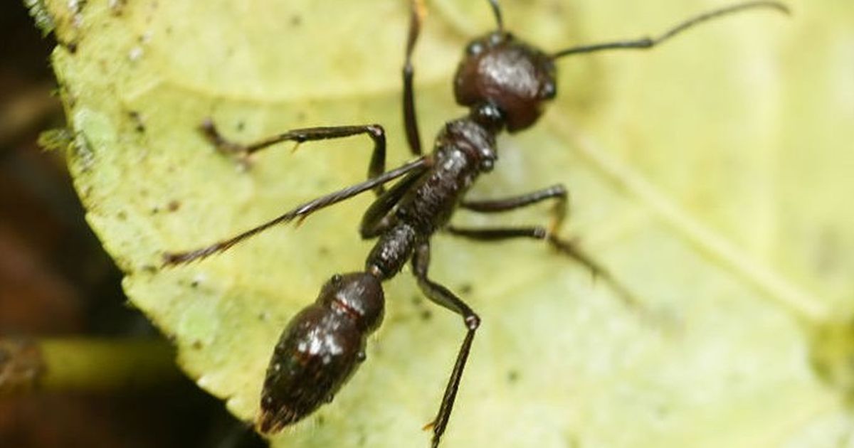 VIDEO Nu iti imaginai asta! Care este cea mai dureroasa intepatura de ...