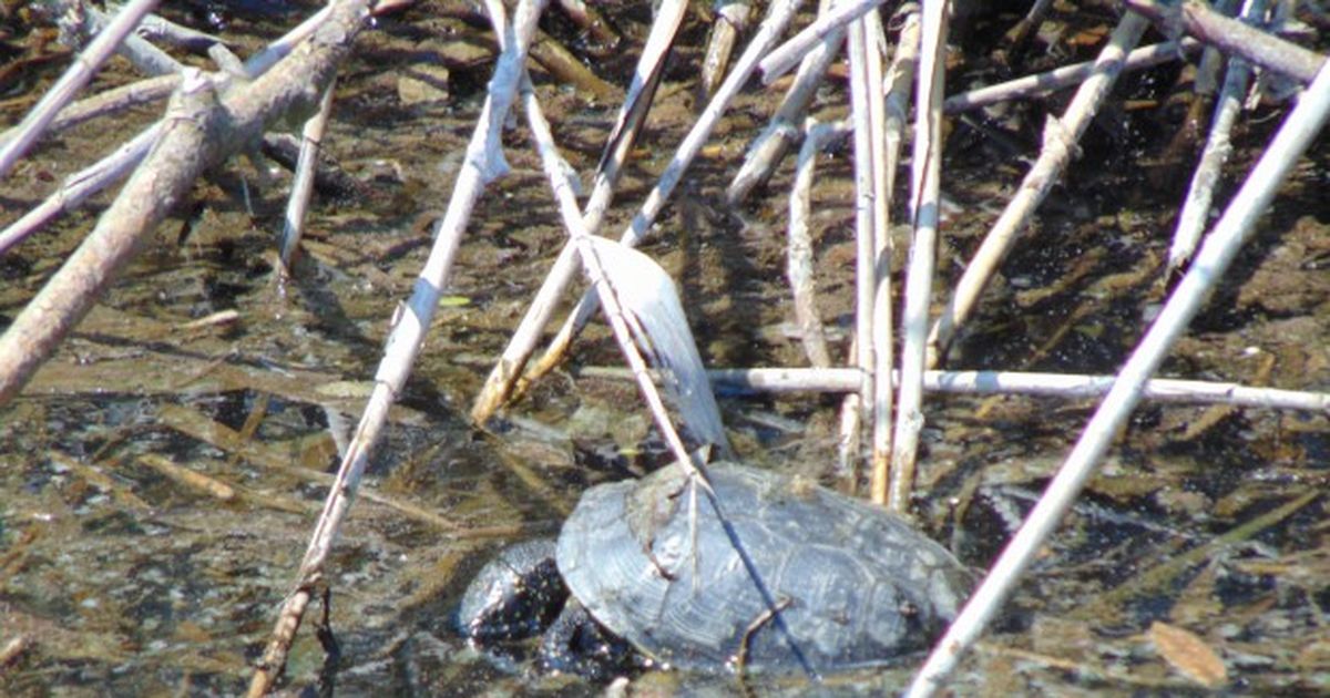Broastele testoase adapostite in canalele din Craiova, in pericol ...