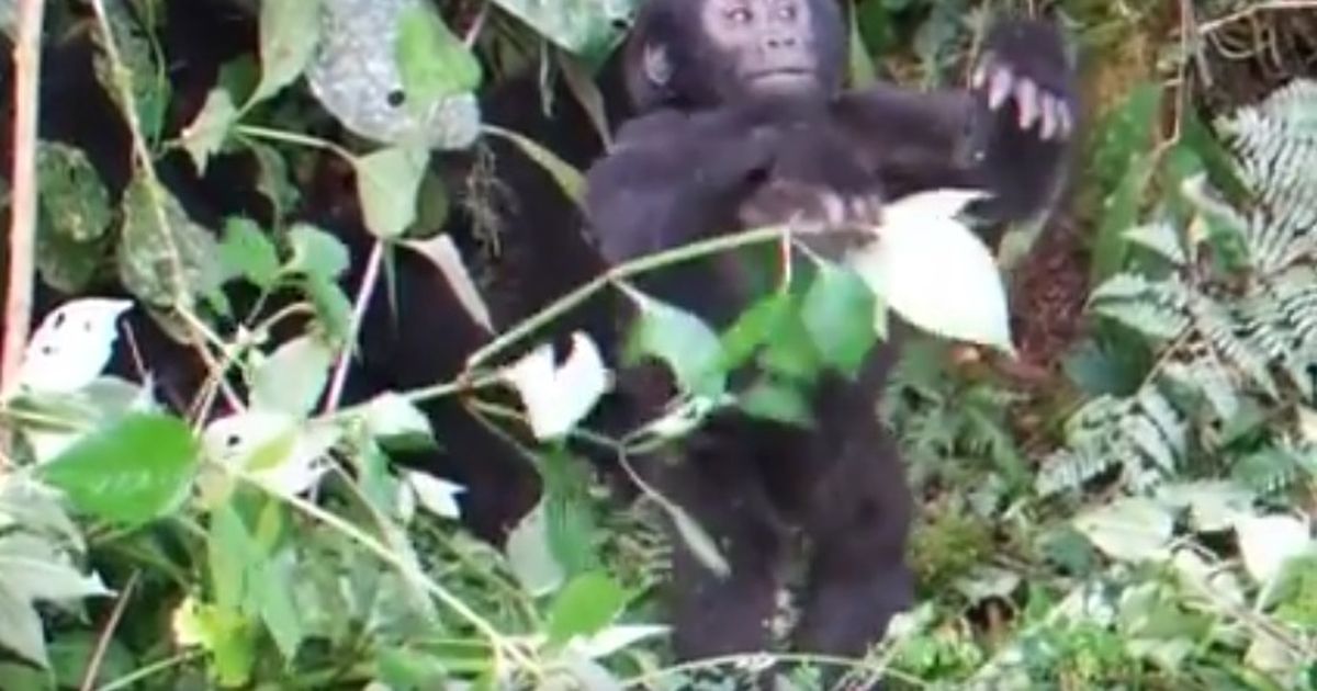 VIDEO Momentul amuzant in care un pui de gorila incearca sa se bata cu ...