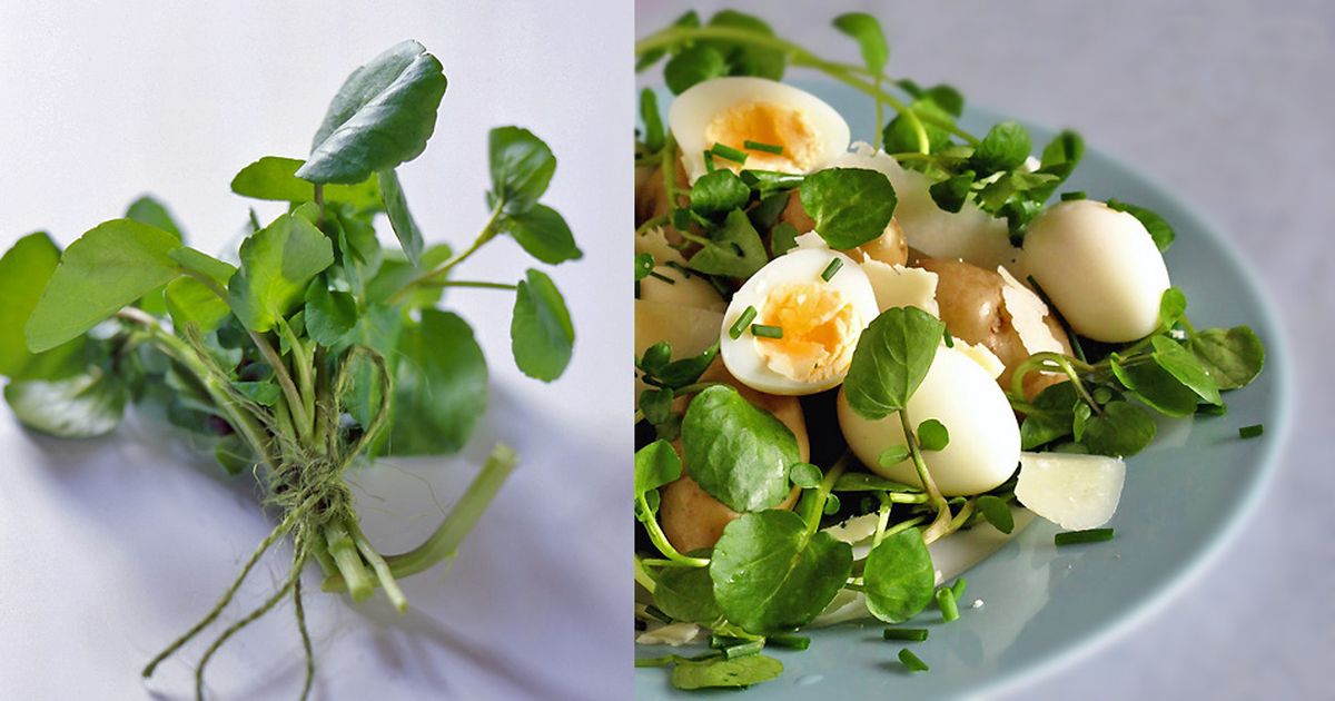 Nu ai nasturel in frigider? Uite cate beneficii are planta asta asupra ...