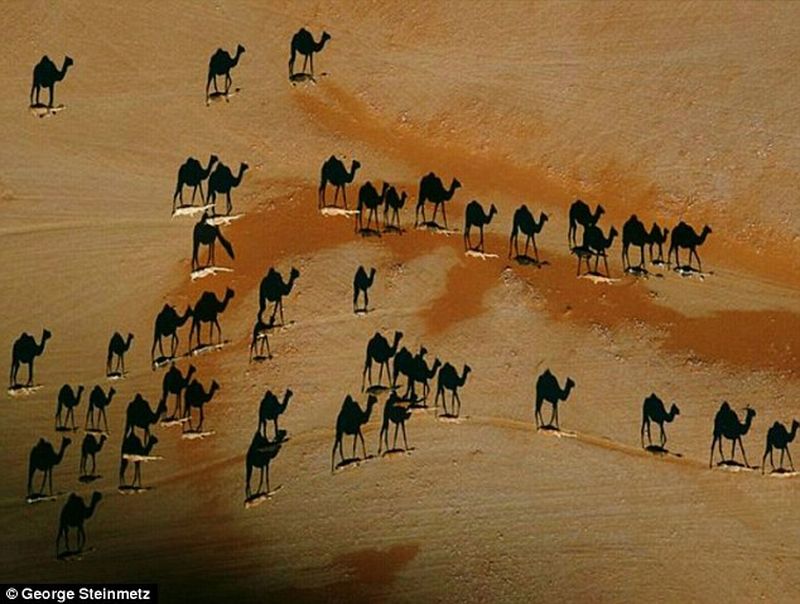 Fotografia asta a devenit VIRALA! Ai impresia ca vezi un grup de camile ...