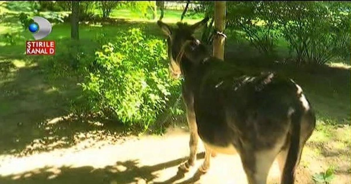 IMAGINI UIMITOARE dis-de-dimineata! Aparitie naucitoare in Capitala. Un ...