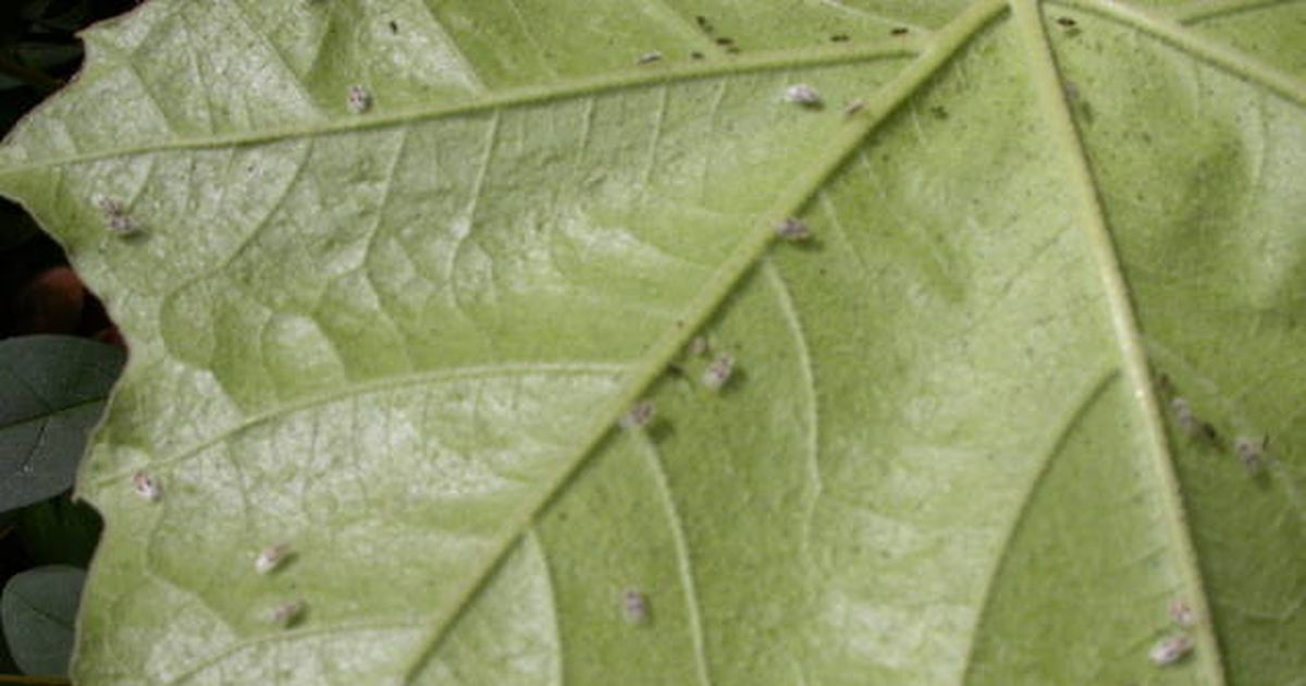 Cum te protejezi de tigrul platanului - insecta care a impanzit ...