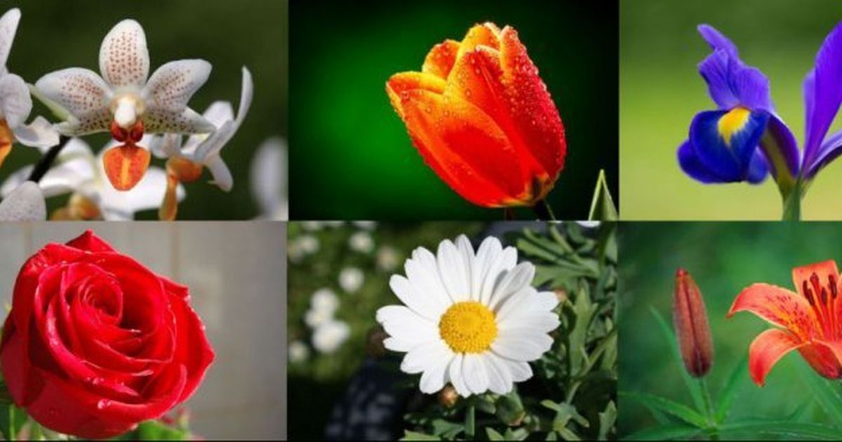 Test: Alege o floare preferata si vezi ce se spune despre tine - WOWBiz
