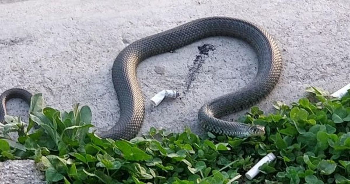 Un sarpe a aparut din tufisuri, in Parcul Cismigiu! Momentul iti face ...