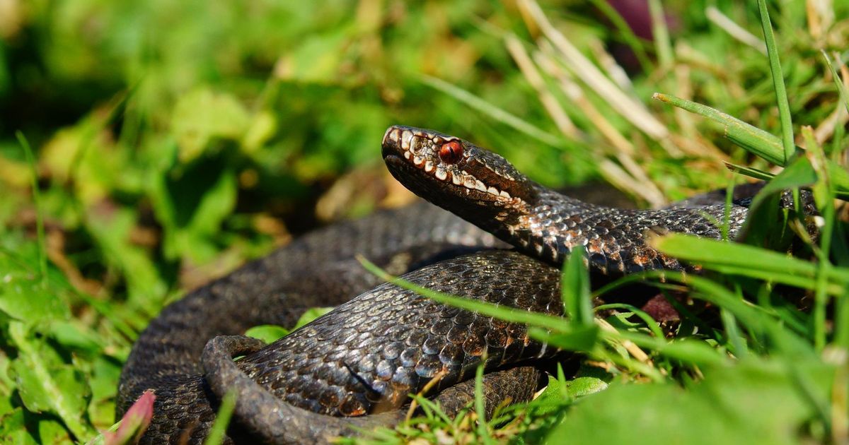 Intalnirile cu SERPII sunt tot mai dese pe muntii de la noi ...
