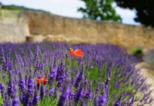 5 plante care tin tantarii la distanta! Tu le cresti in curte sau ...
