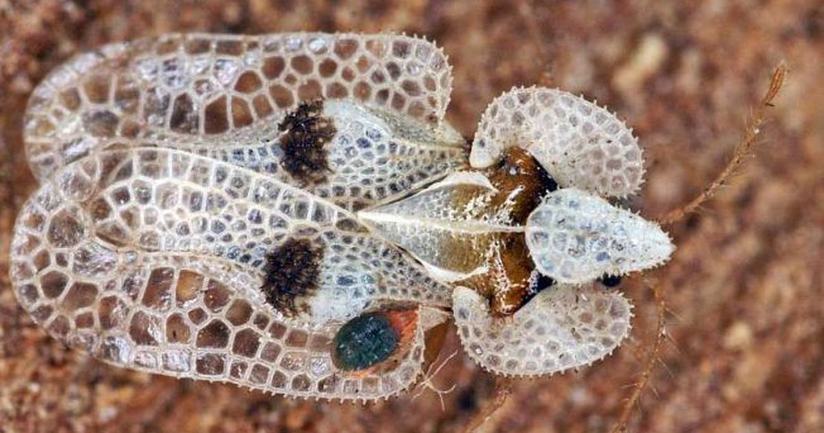 Un medic rupe tacerea: Adevarul despre intepaturile tigrului de platan ...