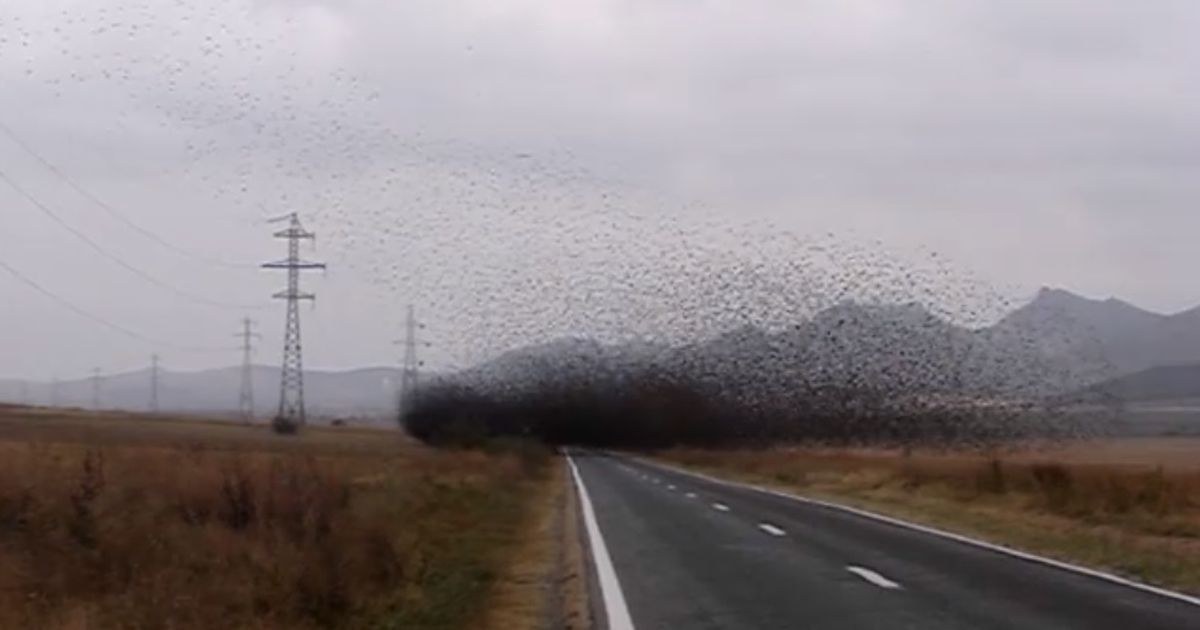 Imagini WOW în România! ”Ceaţa neagră” a ţării: un stol cu mii de ciori ...