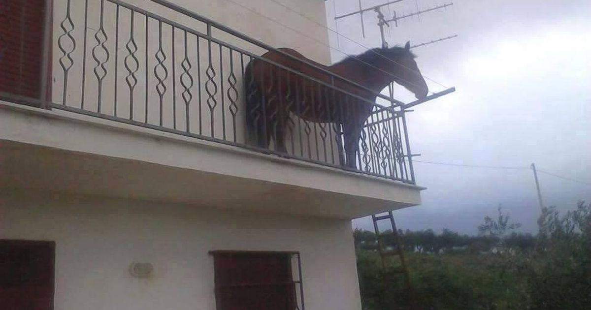 Imaginea virală a zilei: bărbatul din Cluj care şi-a ”parcat” calul pe ...