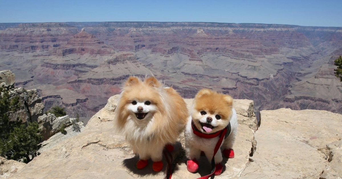 Boo, cel mai drăguţ câine din lume, a murit! - WOWBiz