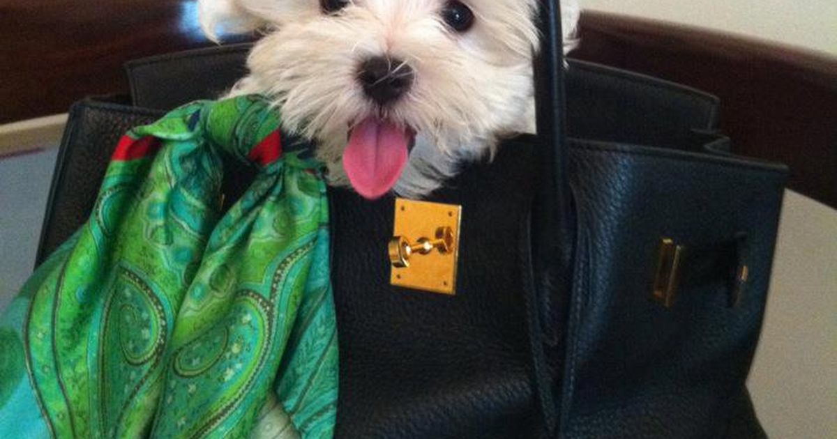 Iata cel mai rasfatat catel de milionar! EXCLUSIV! Doina Popoviciu isi ...