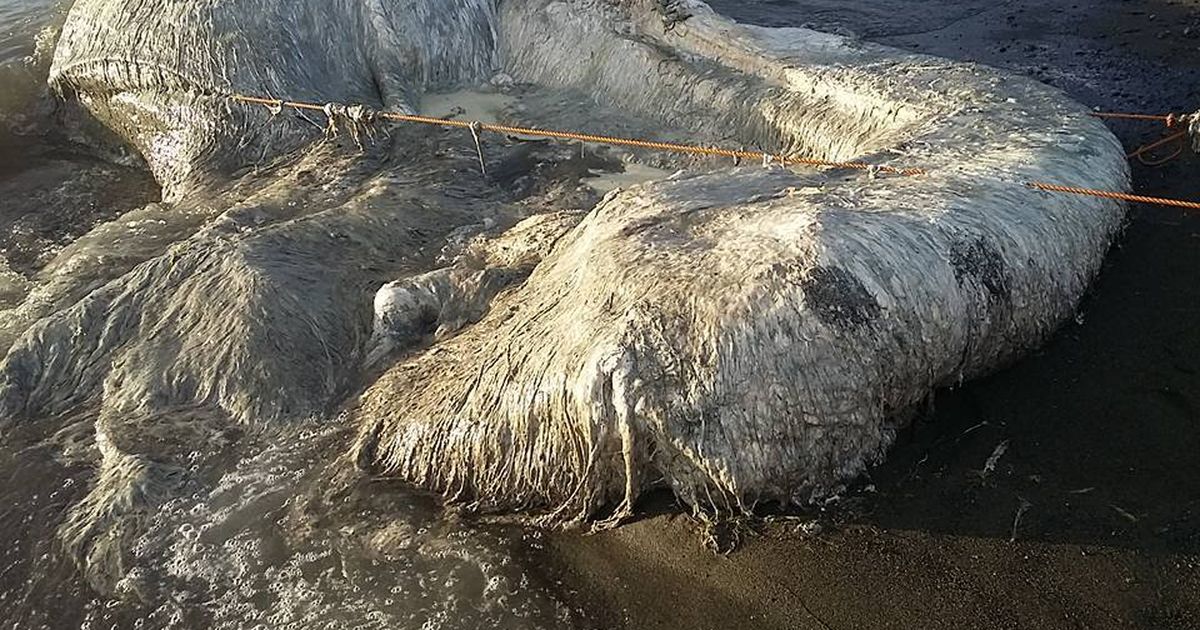 O creatura enorma si "paroasa" a naufragiat pe tarm. Localnicii s-au ...