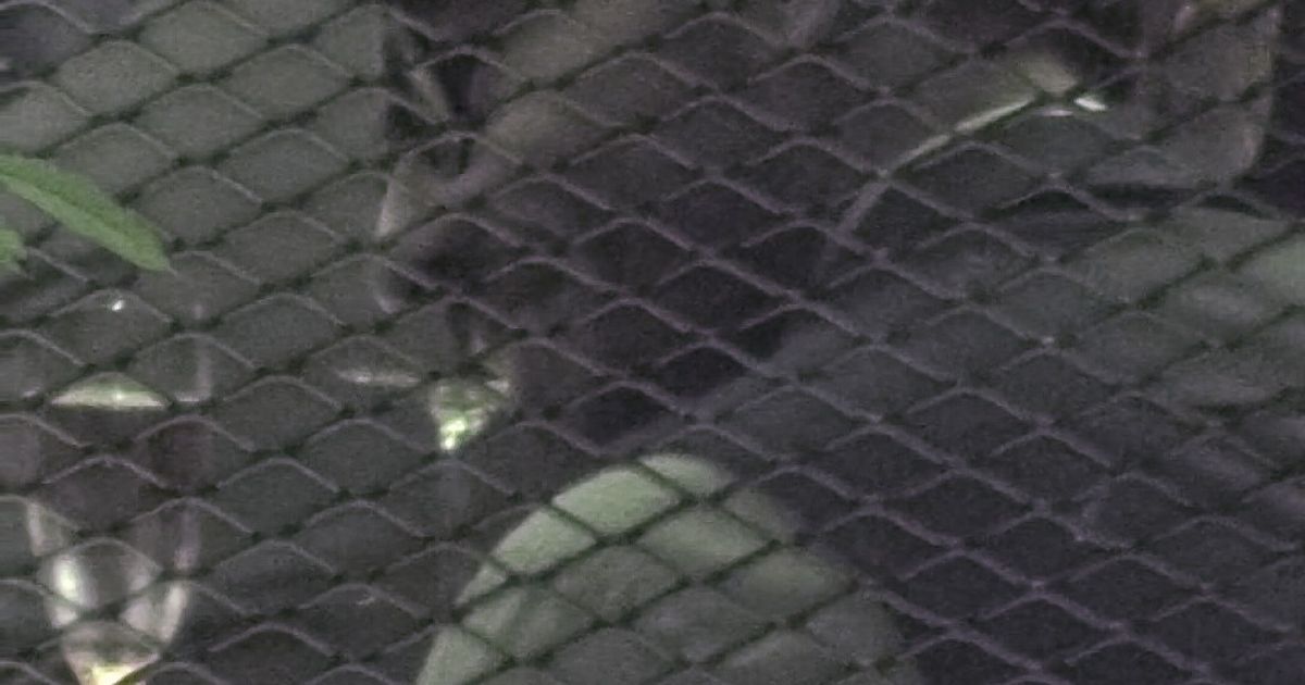 VIDEO! E somer, dar si asa pentru el viata este roz! "Printul" Cristea ...