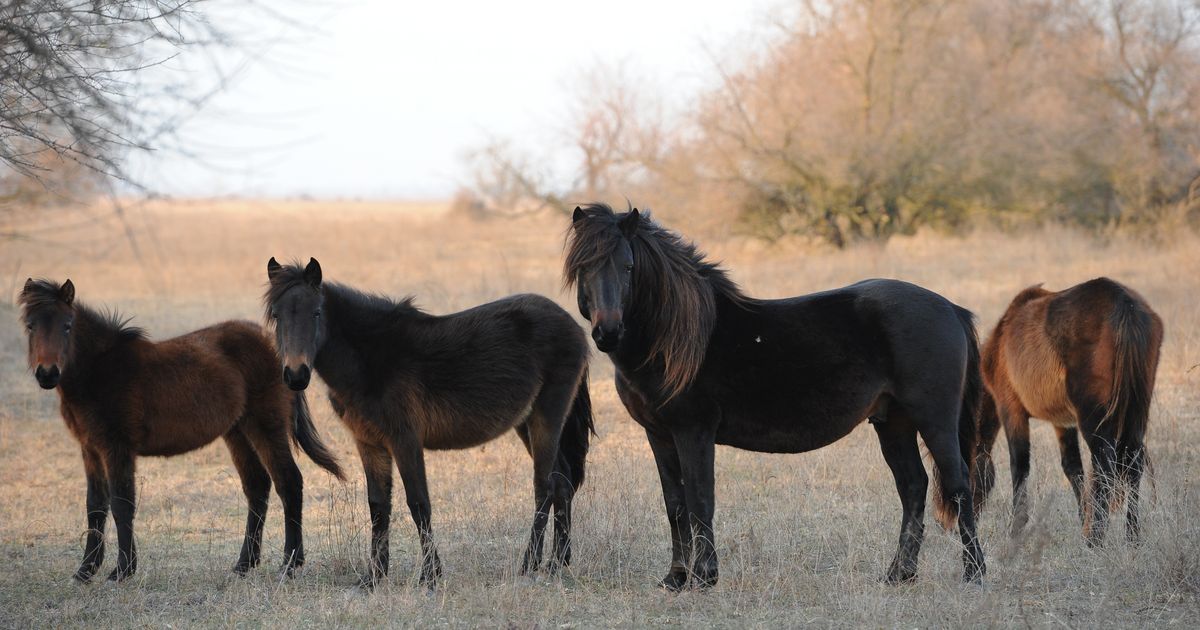 EXCLUSIV! Iata caii salbatici de la Letea, din care s-ar fi facut ...
