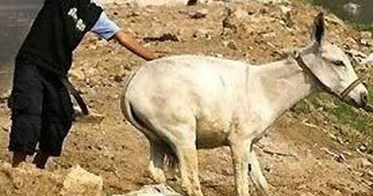 Imaginea nesimtirii totale! Stapanul e gol in lac si isi trage magarul ...