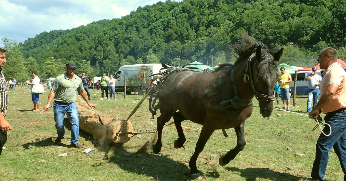 ATENTIE, IMAGINI SOCANTE! Obiceiuri sadice la cel mai mare targ de cai ...