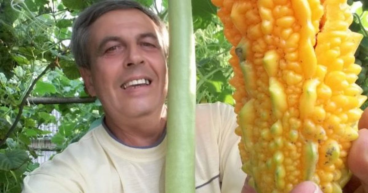 Un bistritean se poate lauda cu o gradina UNICA. Barbatul creste fasole ...