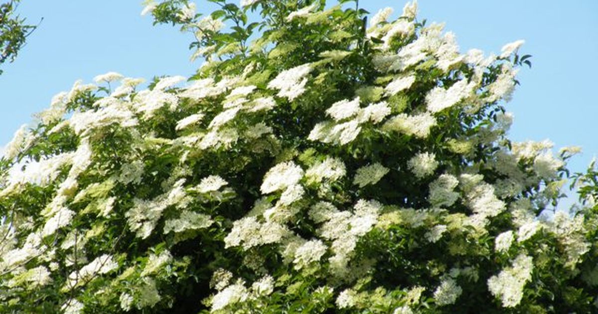 Socul face minuni! Uite ce beneficii are aceasta planta pentru ...