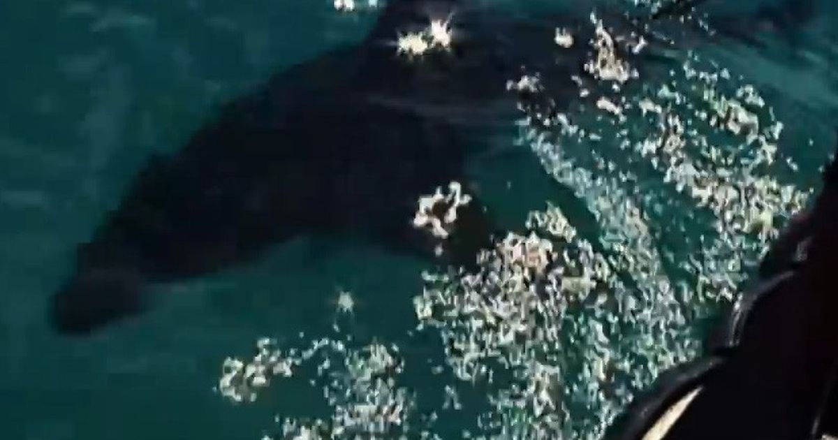 VIDEO Un rechin de peste trei metri, devorat de un monstru marin ...