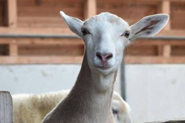 Uite ce a iesit din imperecherea unui tap cu o oaie! Animalutul are ...