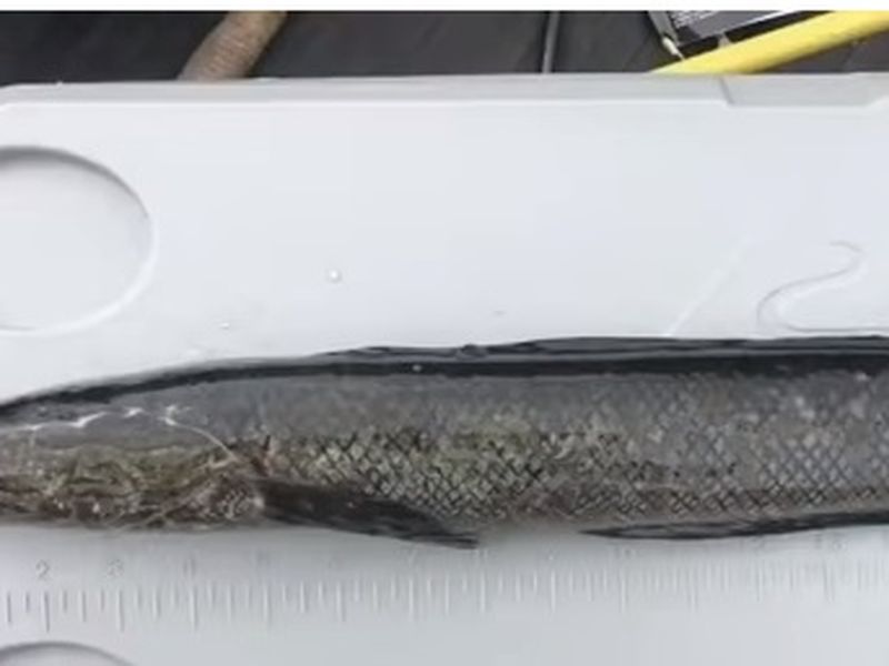 Un pește cu cap de șarpe pune în pericol viața oamenilor - WOWBiz