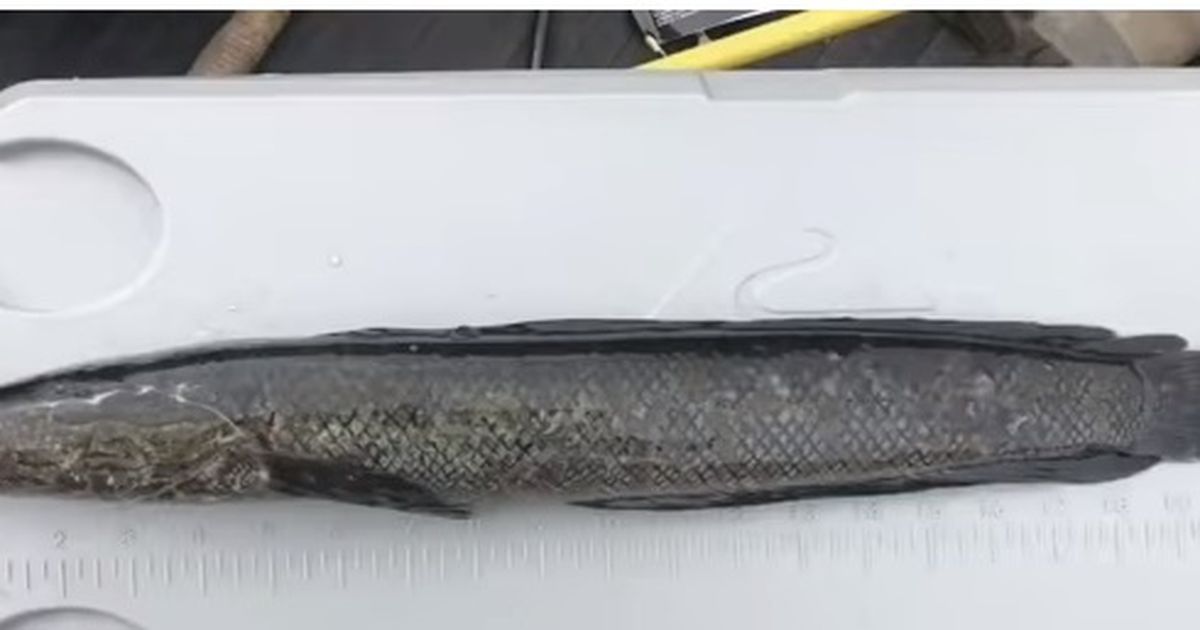 Un pește cu cap de șarpe pune în pericol viața oamenilor - WOWBiz