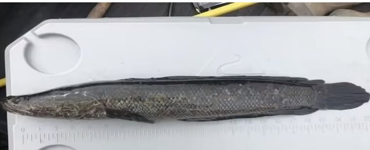 Un pește cu cap de șarpe pune în pericol viața oamenilor - WOWBiz