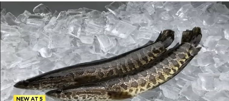 Un pește cu cap de șarpe pune în pericol viața oamenilor - WOWBiz