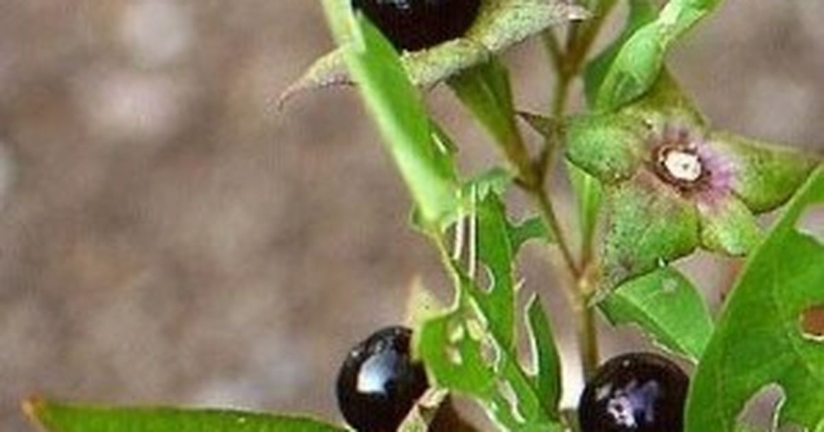 Fetiță de doi ani, la spital după ce s-a otrăvit cu mătrăgună - WOWBiz