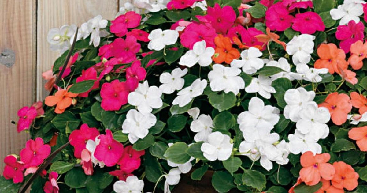 Cum îngrijim corect şi înmulţim planta Sporul casei - WOWBiz