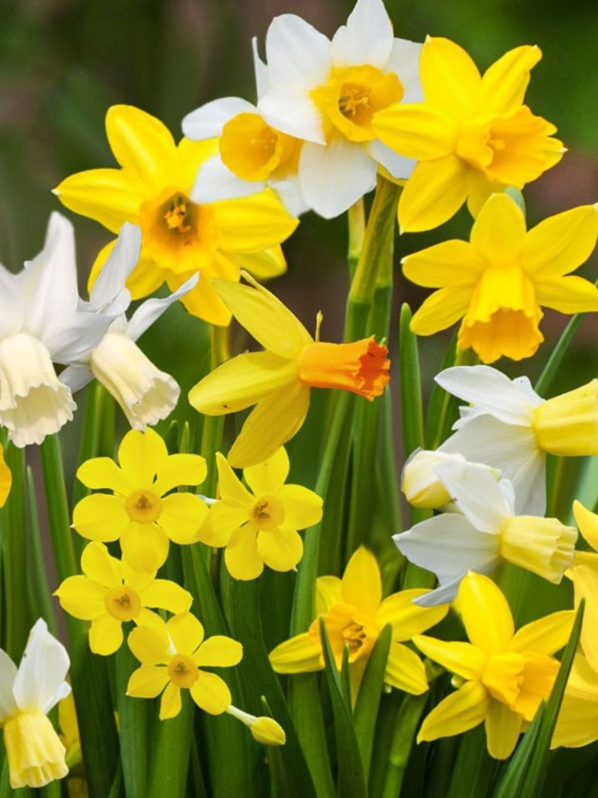 TOP 5 plante toxice din România de care trebuie să te ferești - Kanal D ...