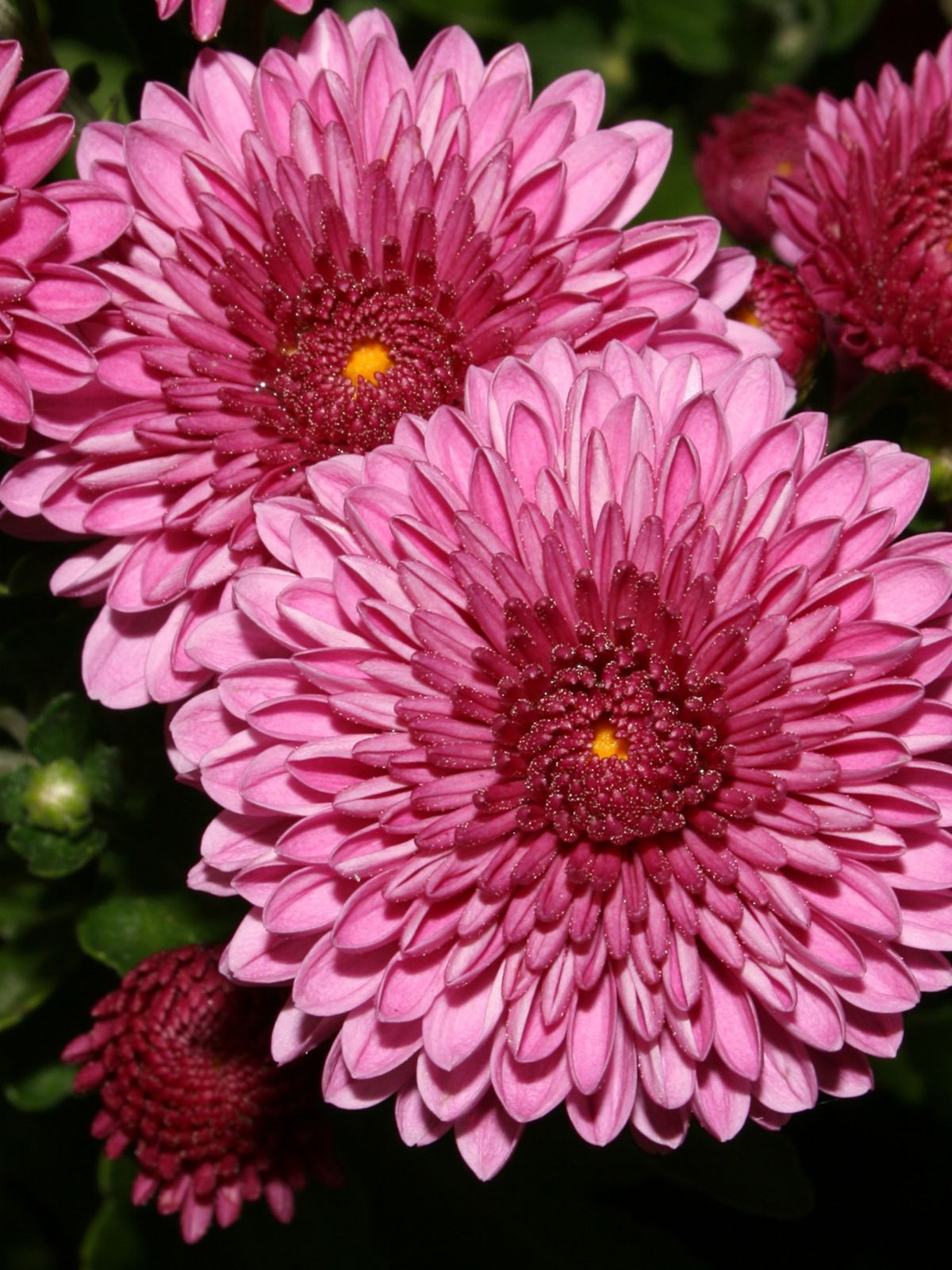 TOP 5 plante toxice din România de care trebuie să te ferești - Kanal D ...